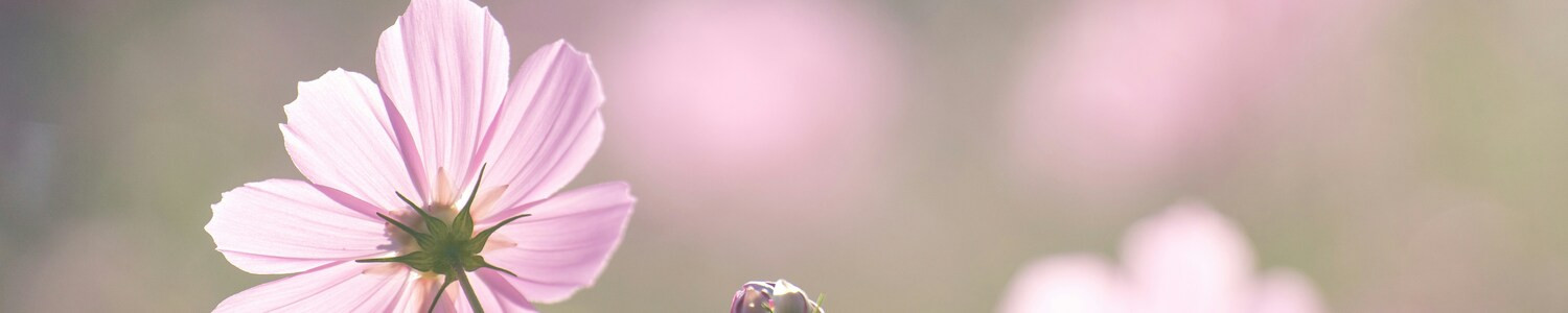 唯さらら (ID:yui-sarara)｜作者ページ｜NOVEL DAYS